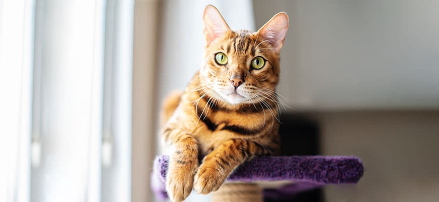 Feline Friendly - Vet in Tucson | PAWS Veterinary Center