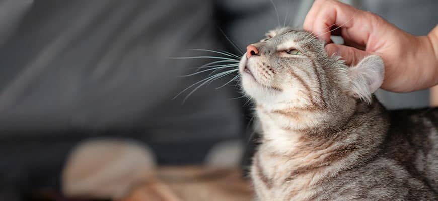 Feline Friendly - Vet in Tucson | PAWS Veterinary Center