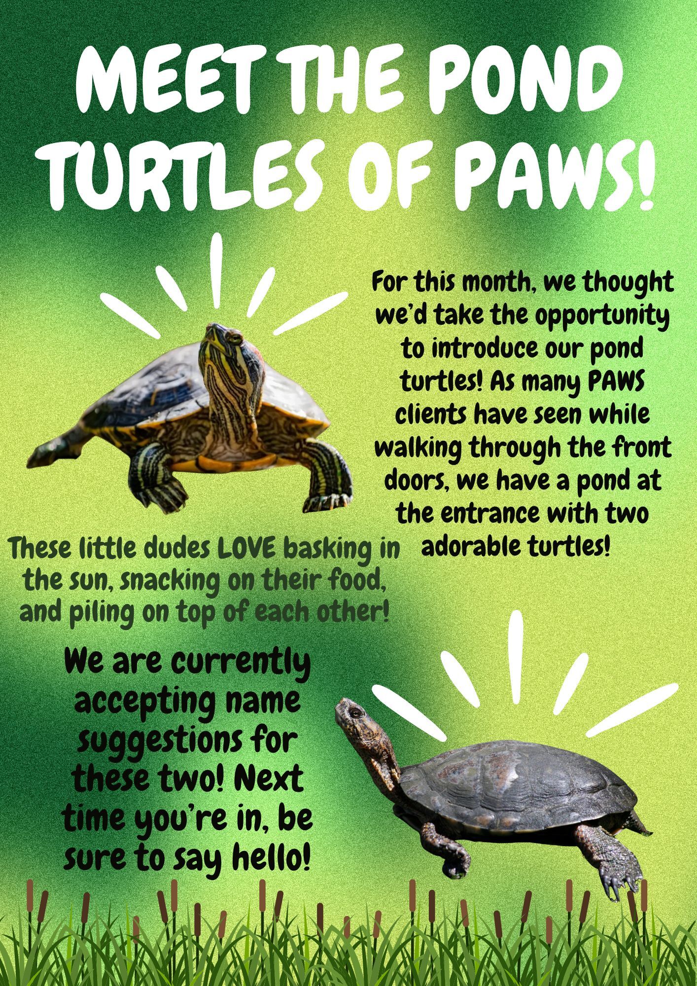 Veterinarian in Tucson | Vets Near Me | PAWS Veterinary Center