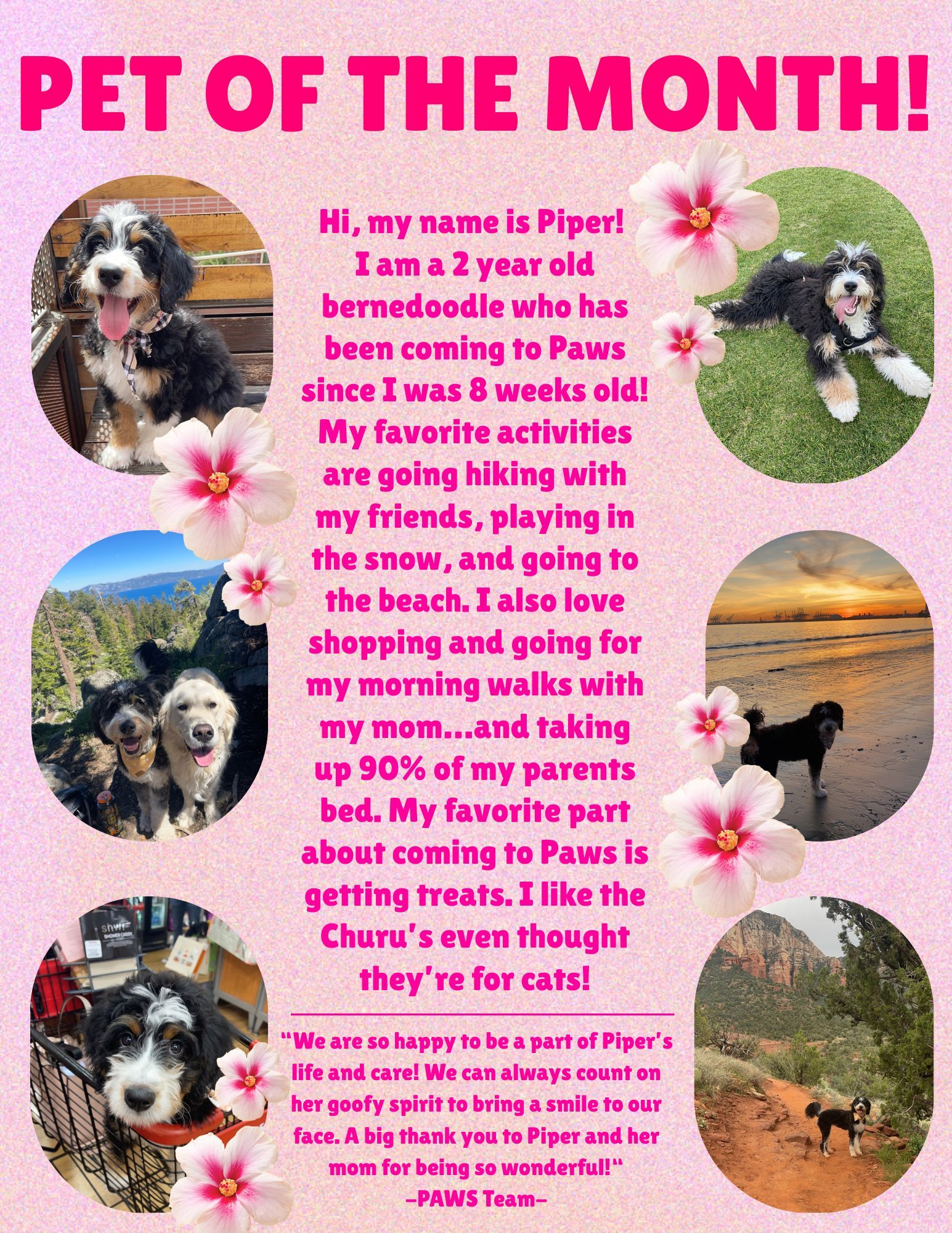 Vet in Tucson | PAWS Veterinary Center